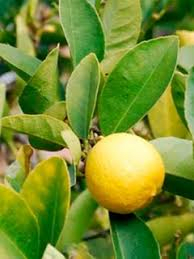 frutal Limon sutil gaza | Viveros y Jardines Araucano