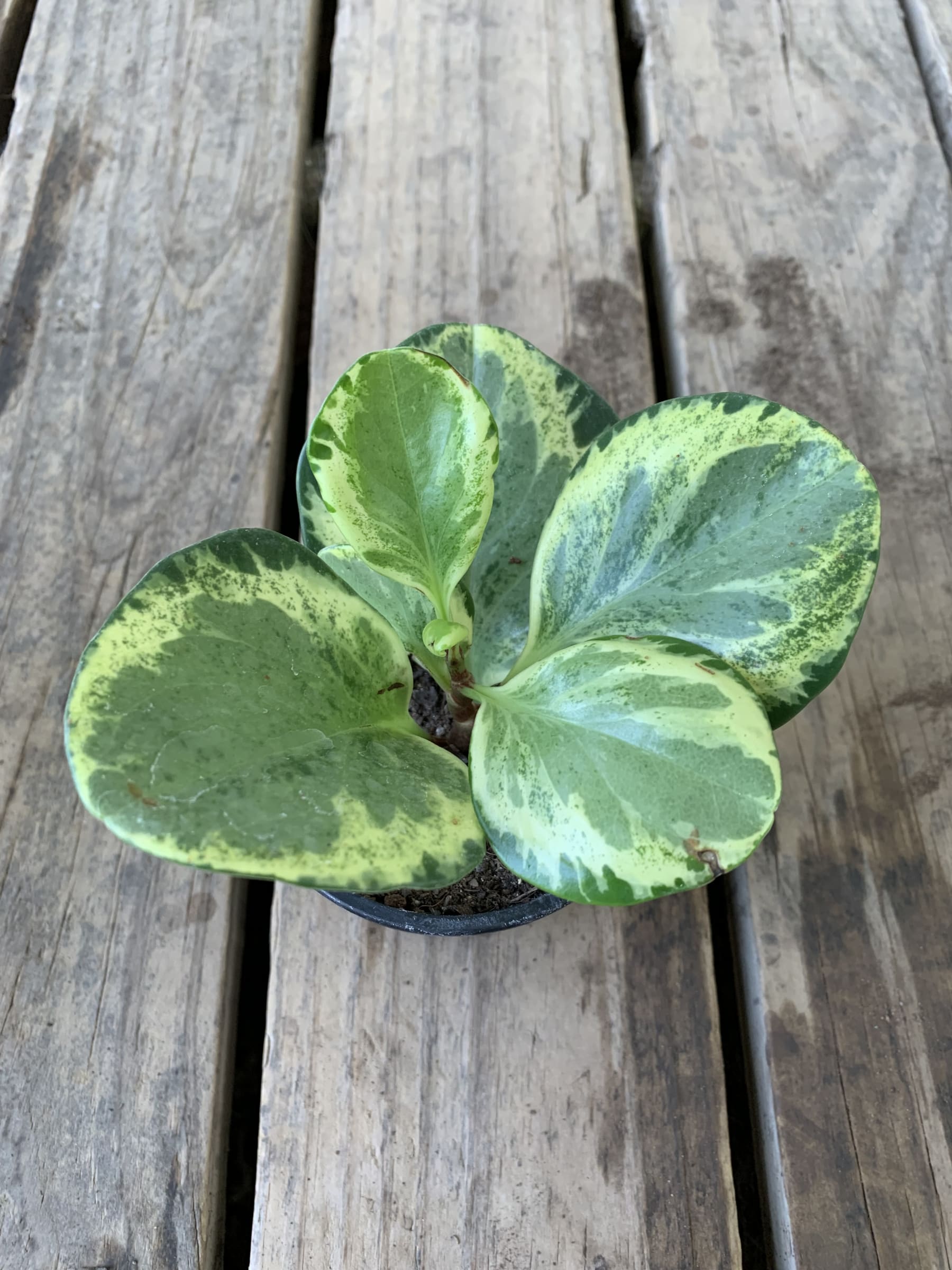 Peperomia Golden Gate | Viveros y Jardines Araucano