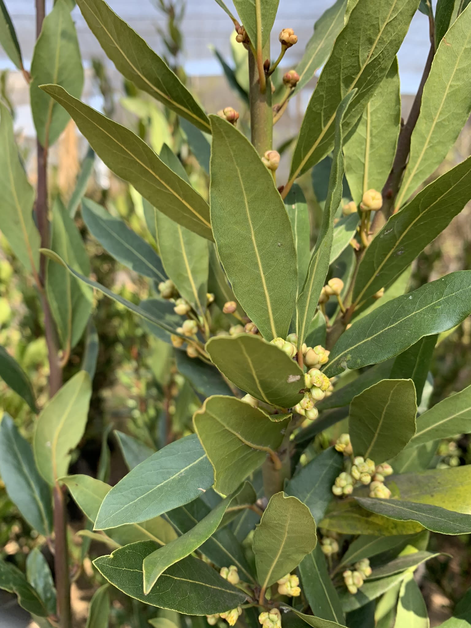 arbusto Laurel comer | Viveros y Jardines Araucano