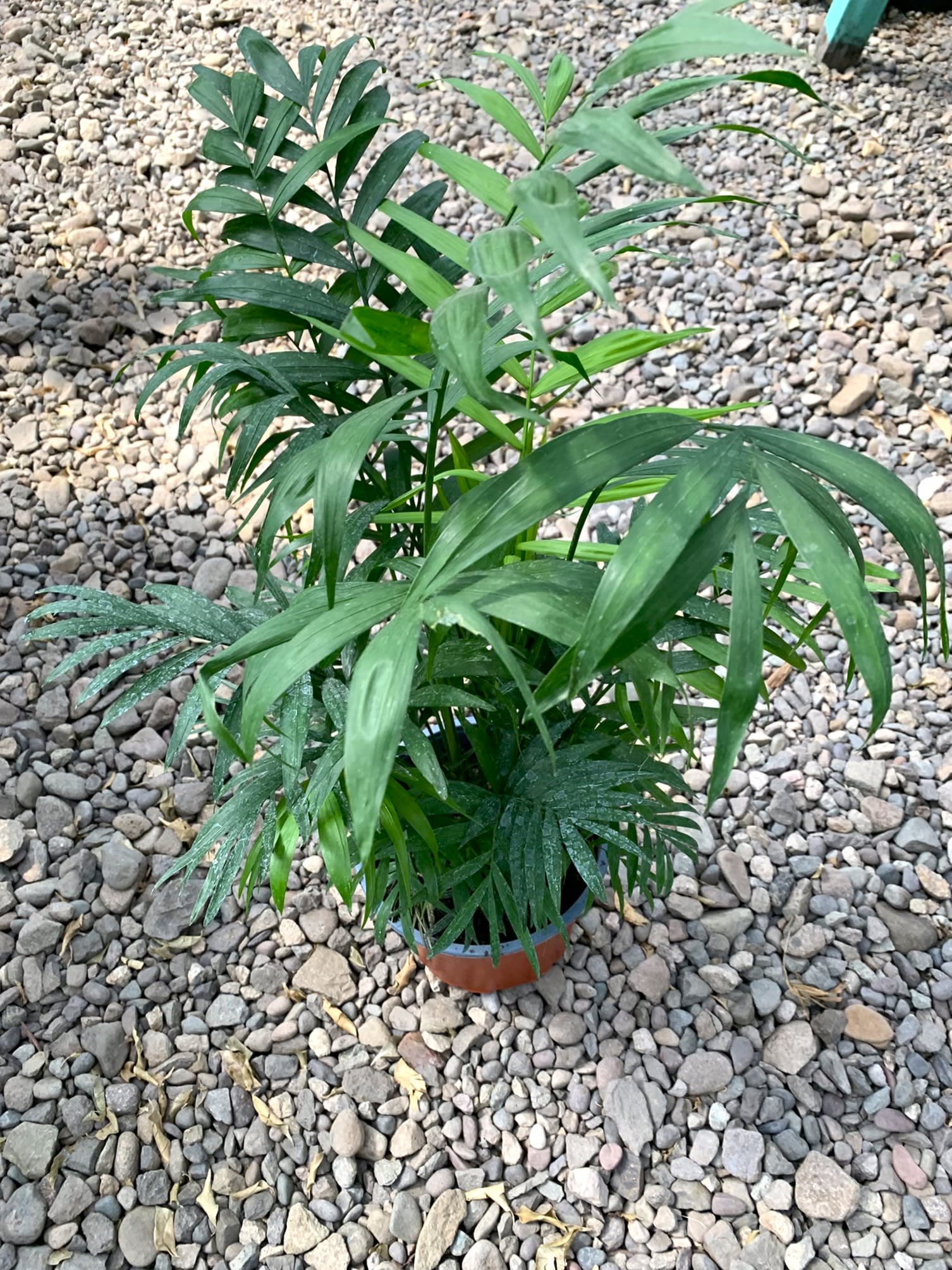 planta de interior palmera chamadorea M | Viveros y Jardines Araucano