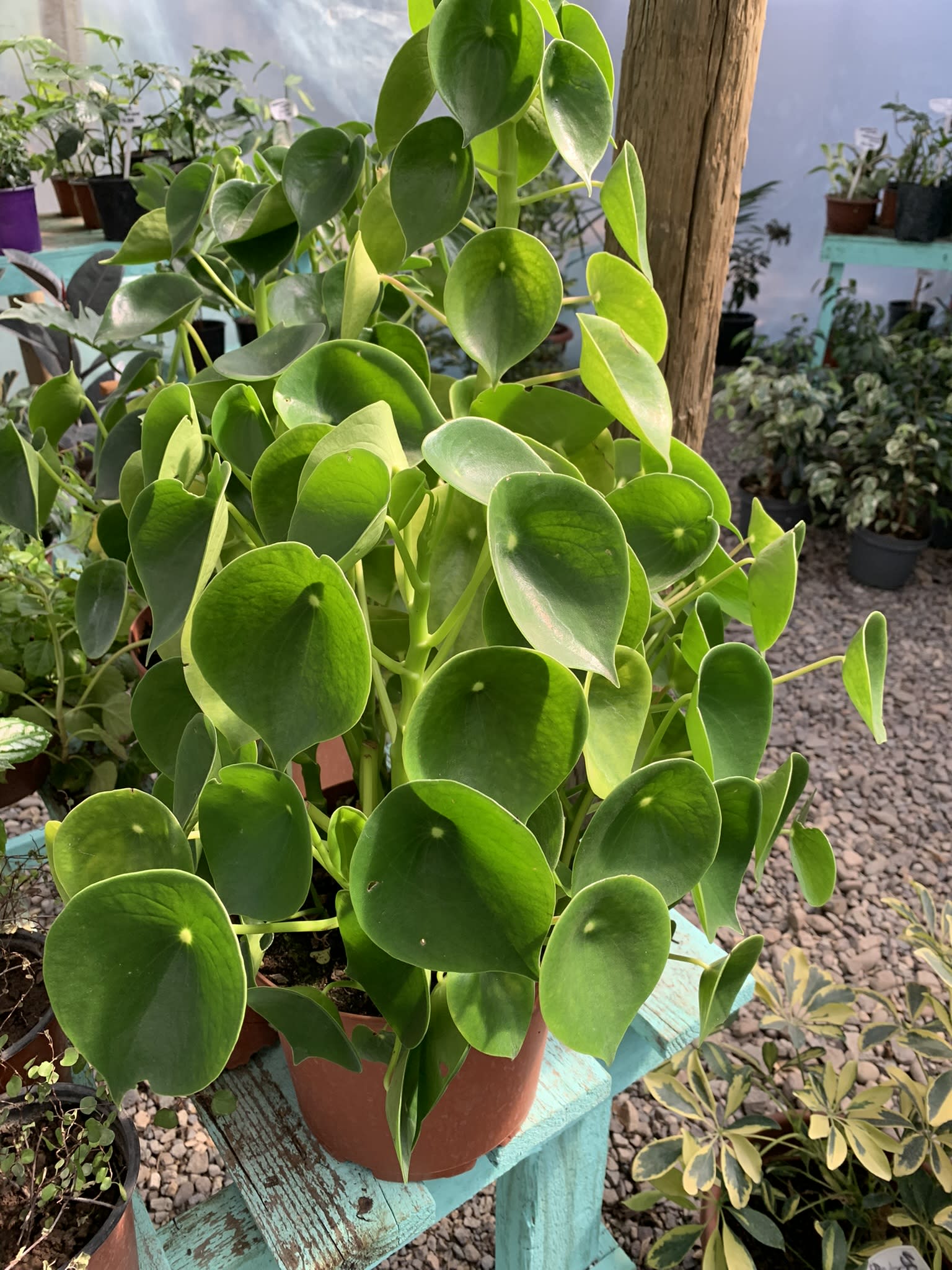 planta interior peperomia cucharita extra | Viveros y Jardines Araucano