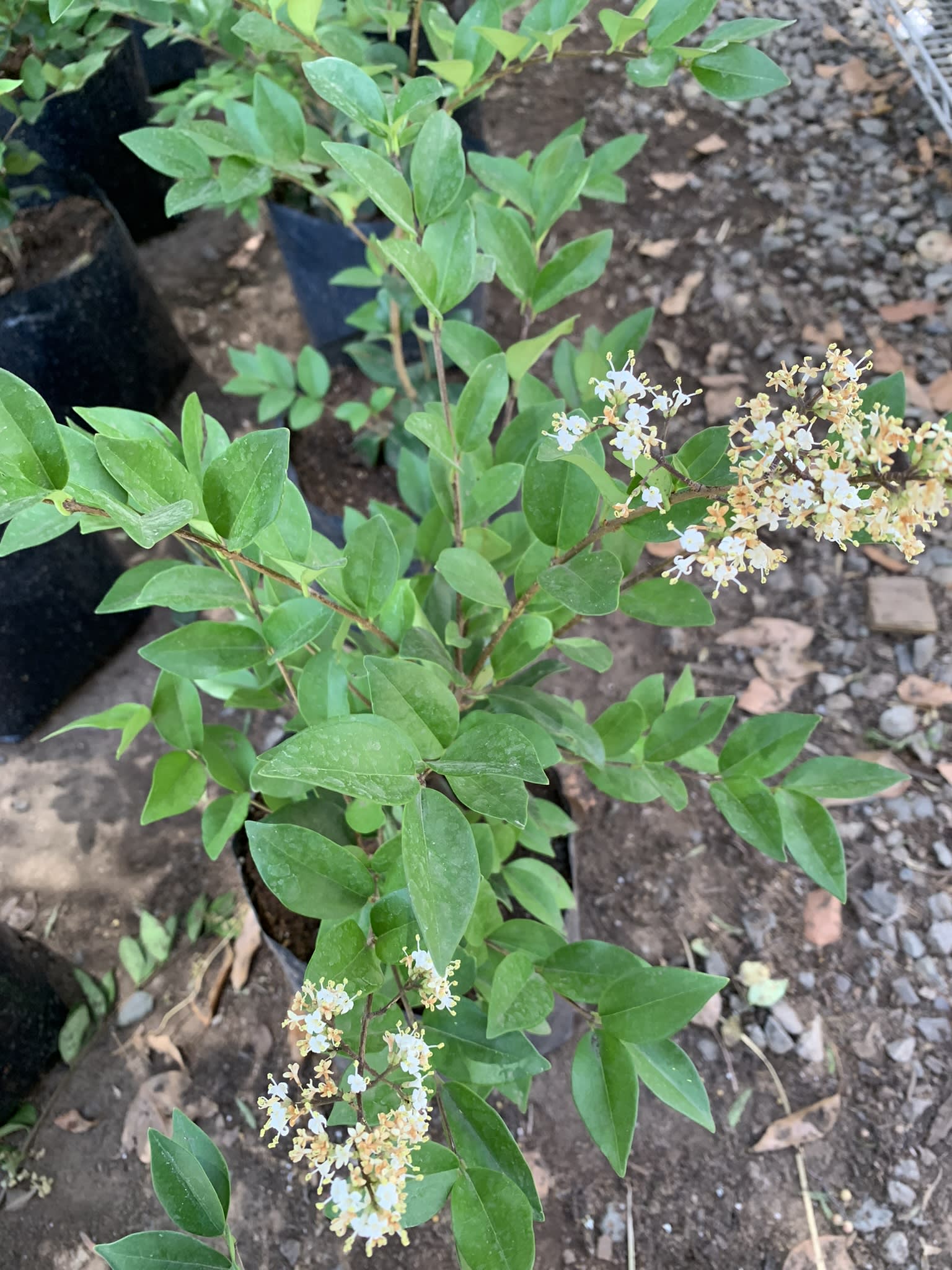 Arbusto Ligustro Compacto 25x22 | Viveros y Jardines Araucano