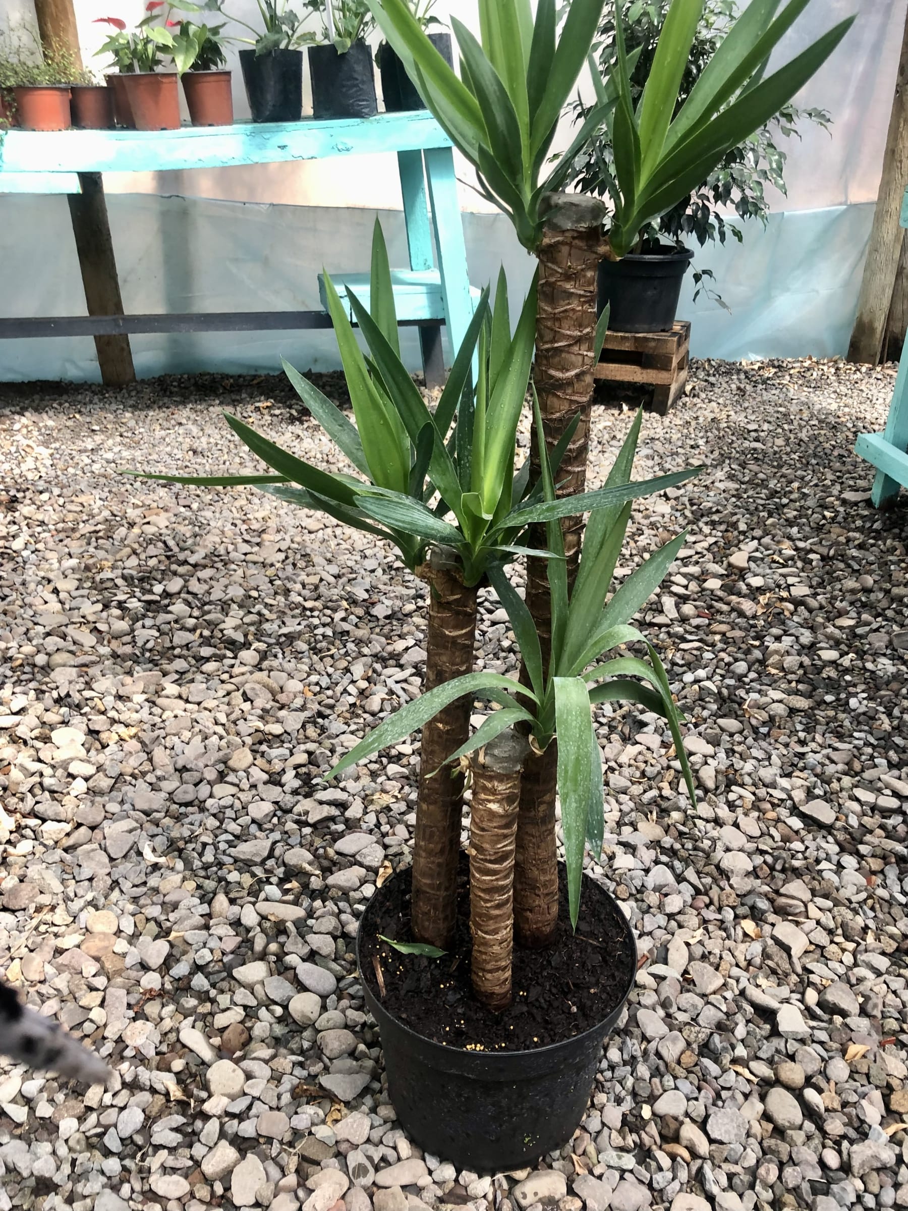 Planta Interior Yucca Trio Extra | Viveros y Jardines Araucano