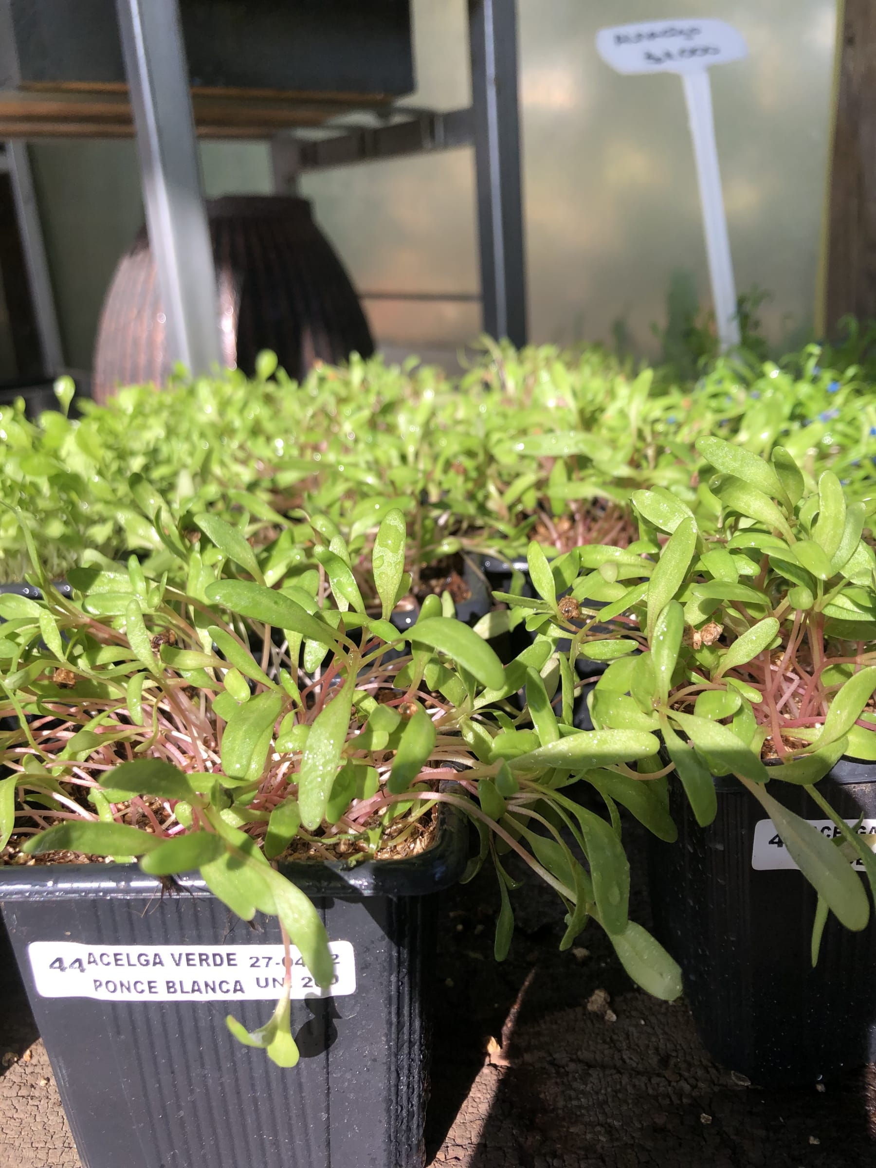 almacigo Acelga | Viveros y Jardines Araucano