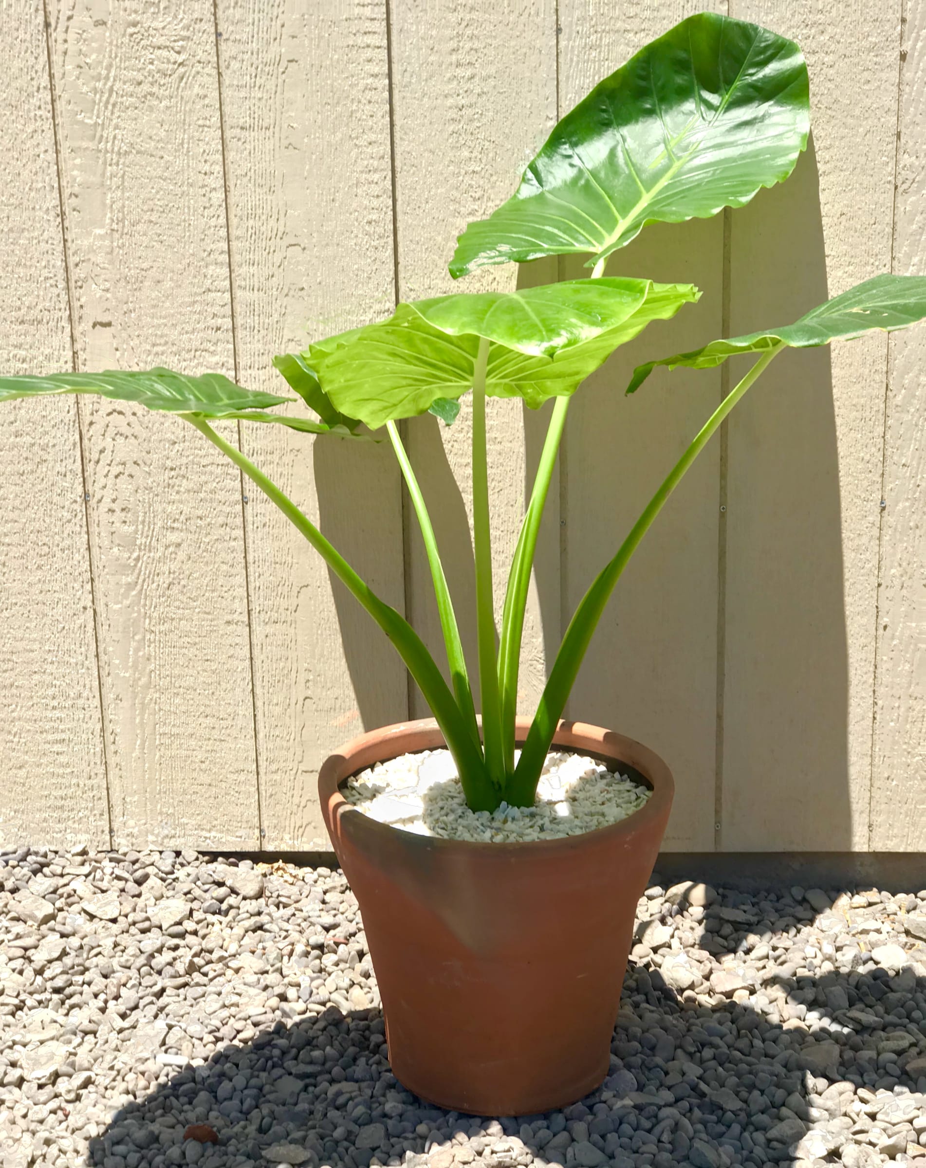 Planta interior manto de eva | Viveros y Jardines Araucano