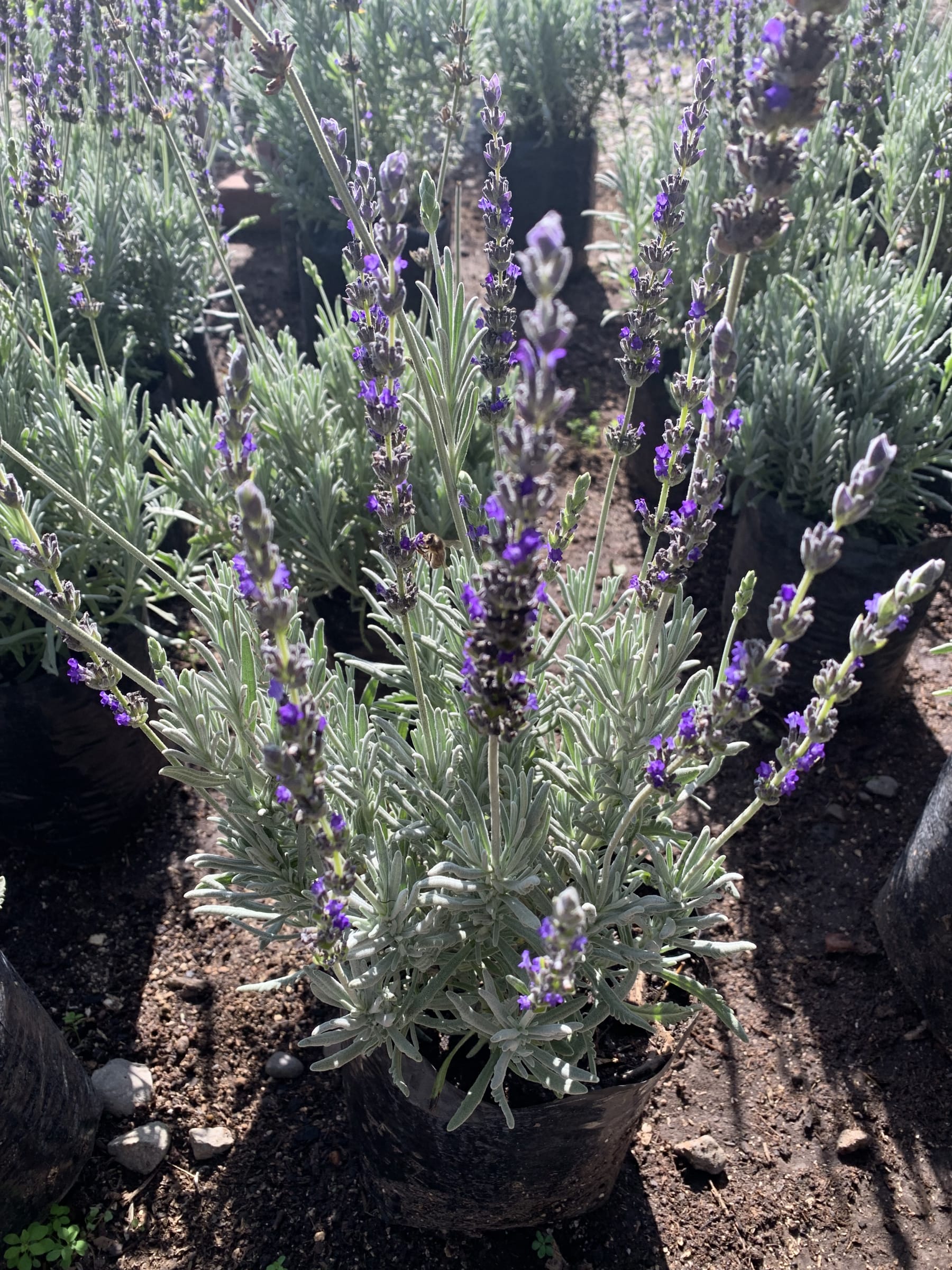 Arbusto lavanda goodwin creek | Viveros y Jardines Araucano