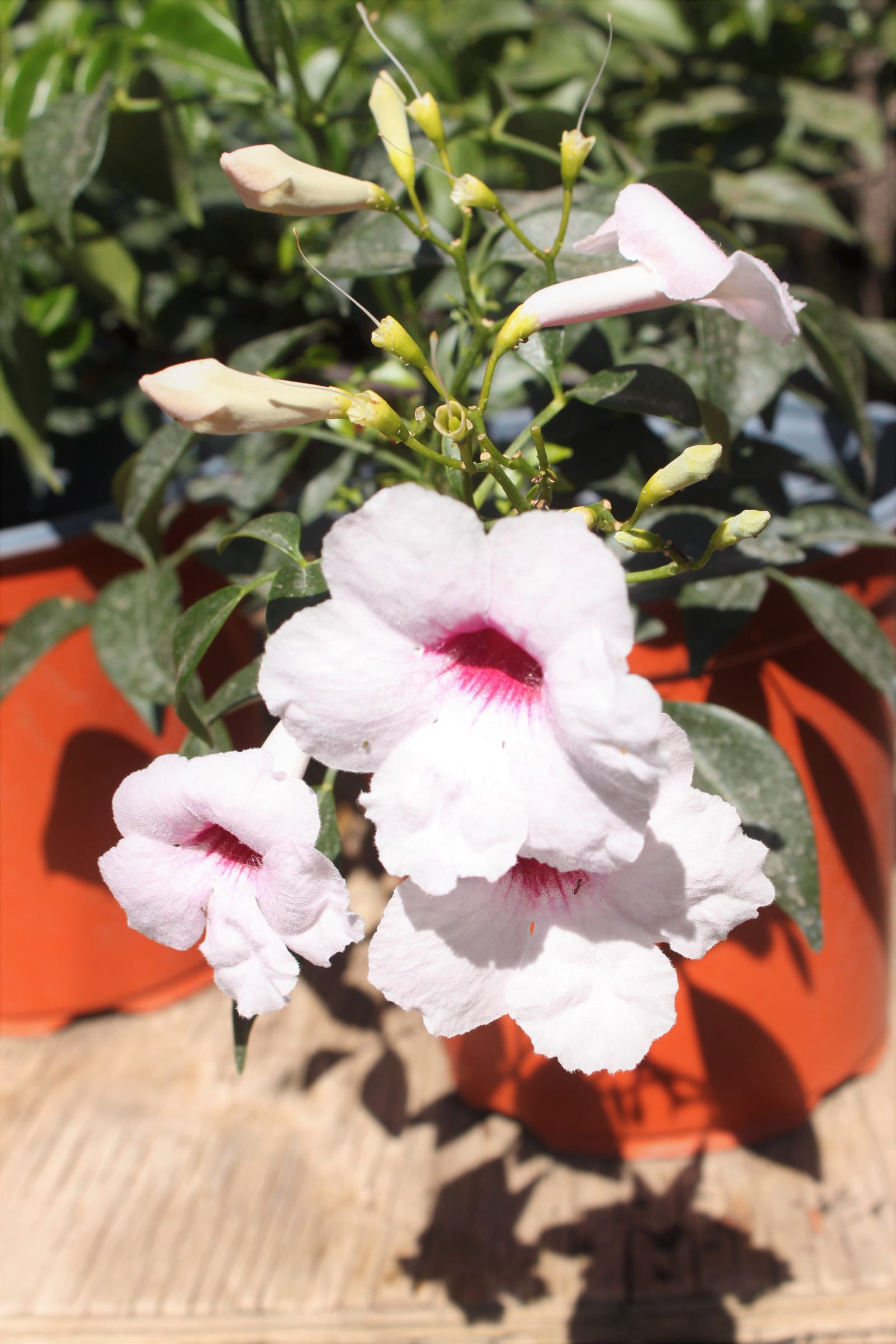 trepadora bignonia copa de vino S | Viveros y Jardines Araucano