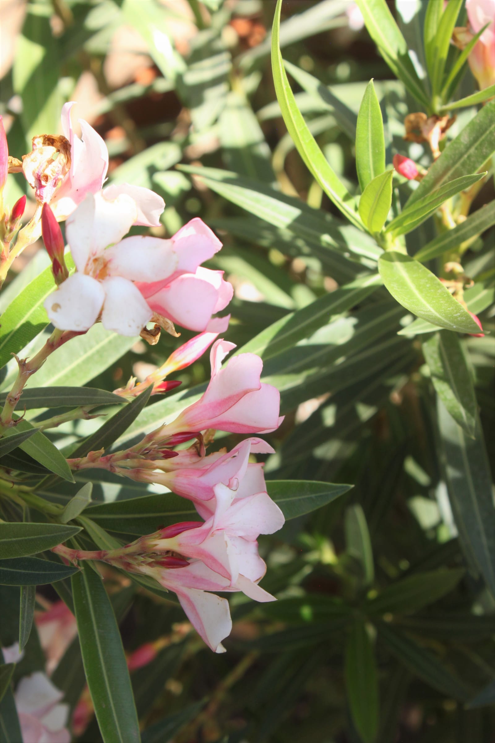 arbusto Laurel de flor enano M | Viveros y Jardines Araucano