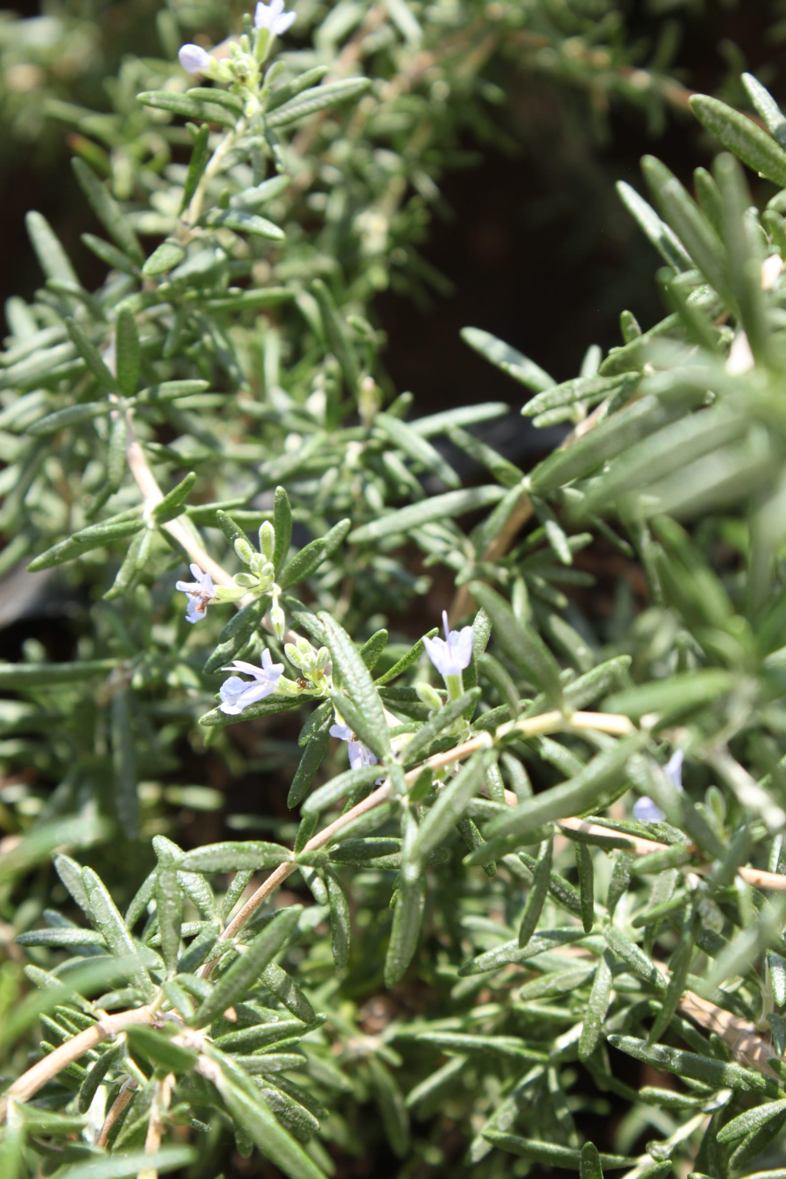 Arbusto romero rastrero grande | Viveros y Jardines Araucano