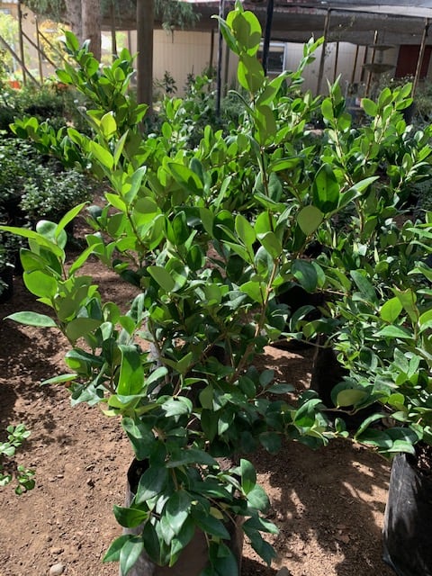 arbusto ligustro compacto | Viveros y Jardines Araucano