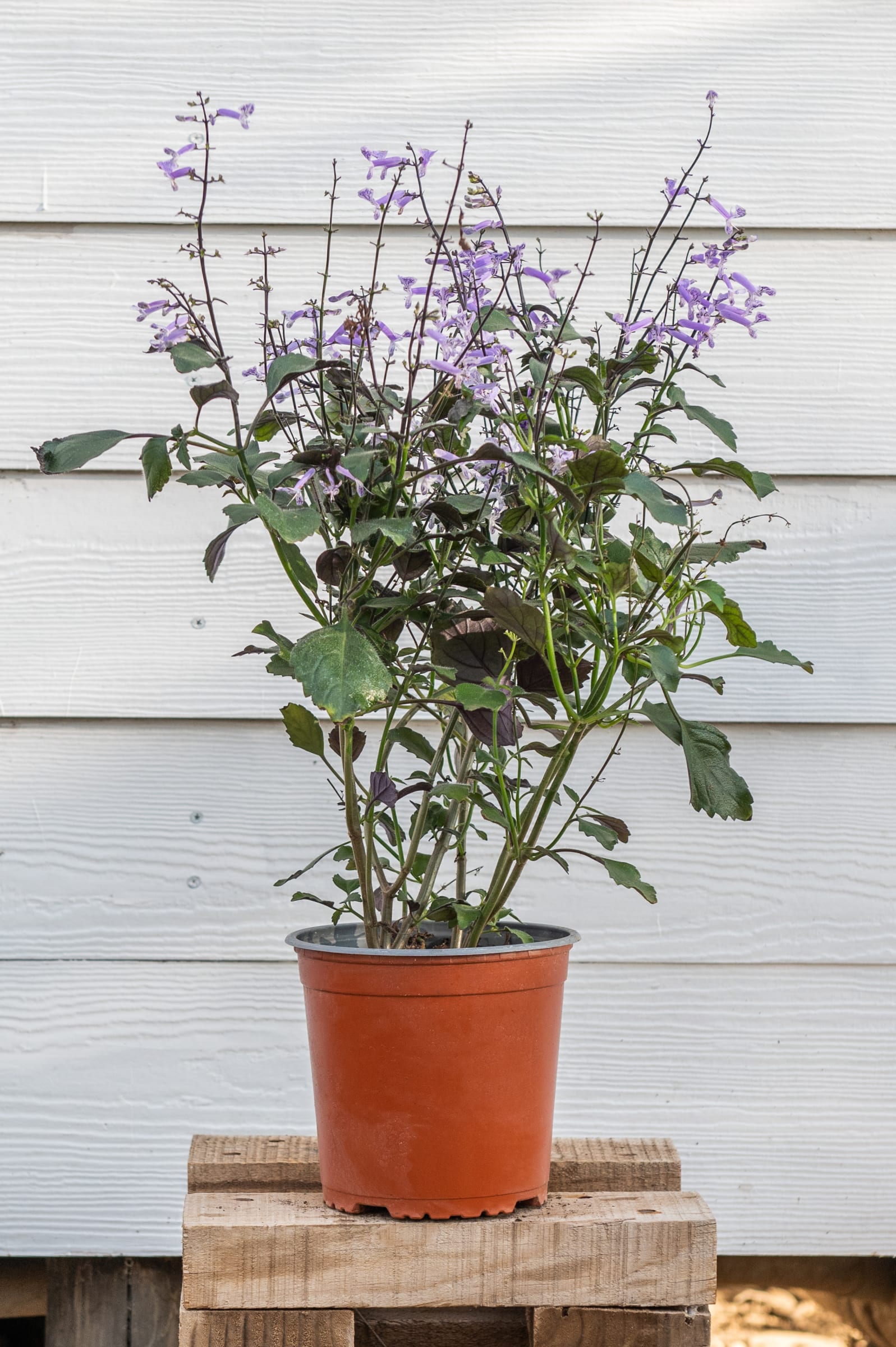 plectranthus o dolar azul | Viveros y Jardines Araucano