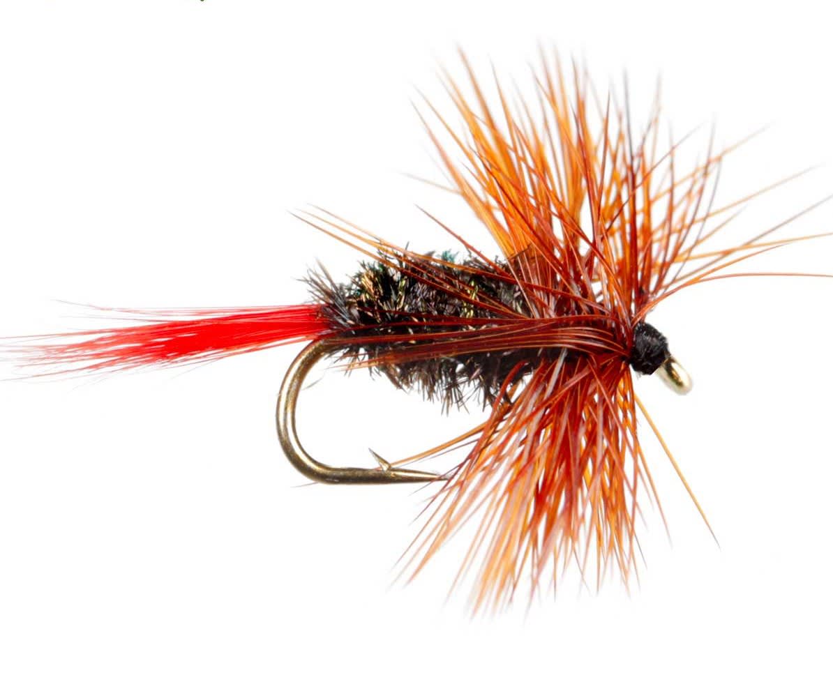 Dry Brown Hackle Peacock | Onaflyfishing