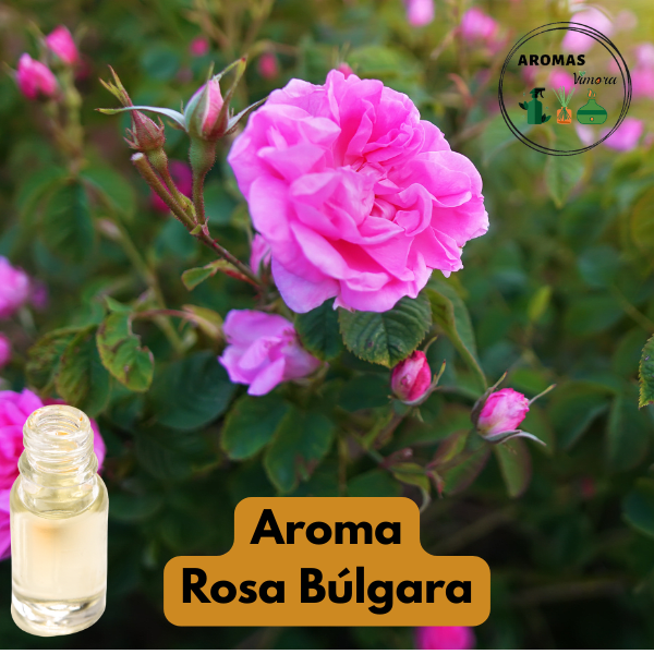 Rosa Búlgara Aroma | Vimora
