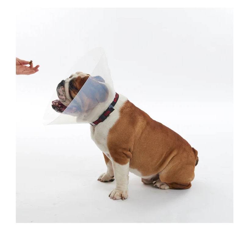 Buster collar brachycephalic breeds Talla M | Mister Pet