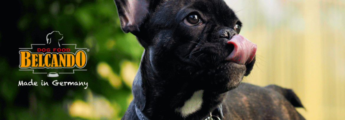 BELCANDO | Aldo Carla Pets