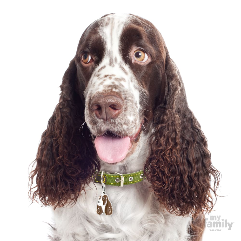 MY FAMILY FRIENDS BROWN SPRINGER SPANIEL | Pet Mas