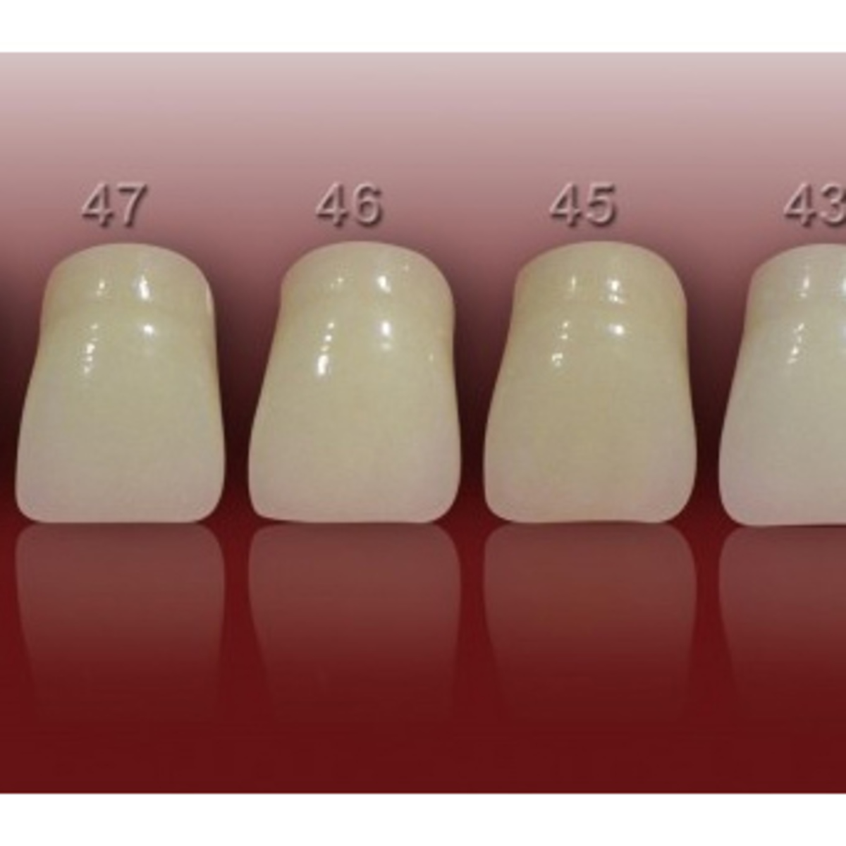 DIENTE MARCHE ANTERIOR SUPERIOR COLOR 46 | Megamed Chile Ltda