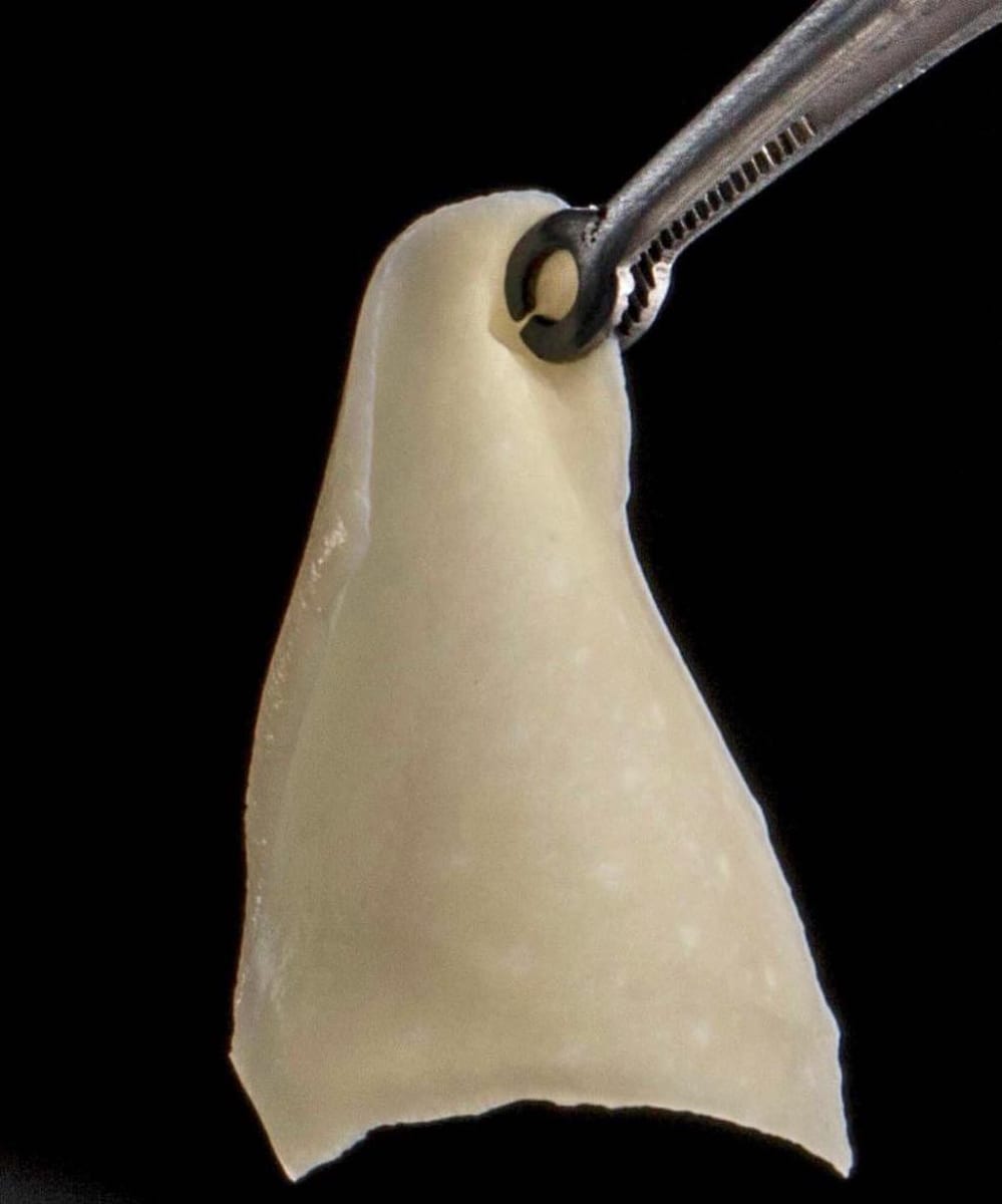 OrACELL Matriz Dérmica Acelular 1.26 - 1.75MM | Via Ossea