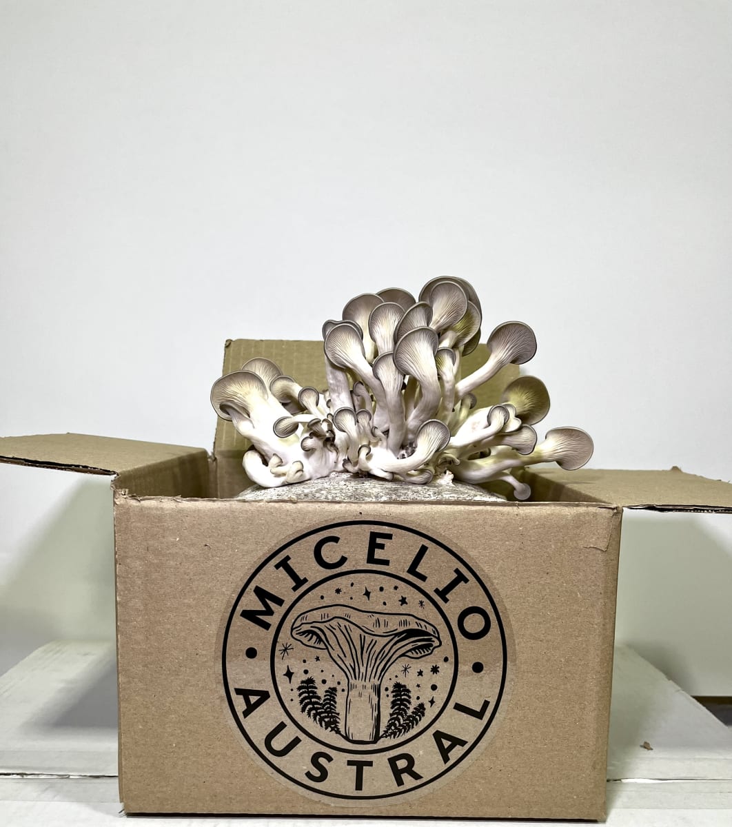 KIT DE CULTIVO | Micelio Austral