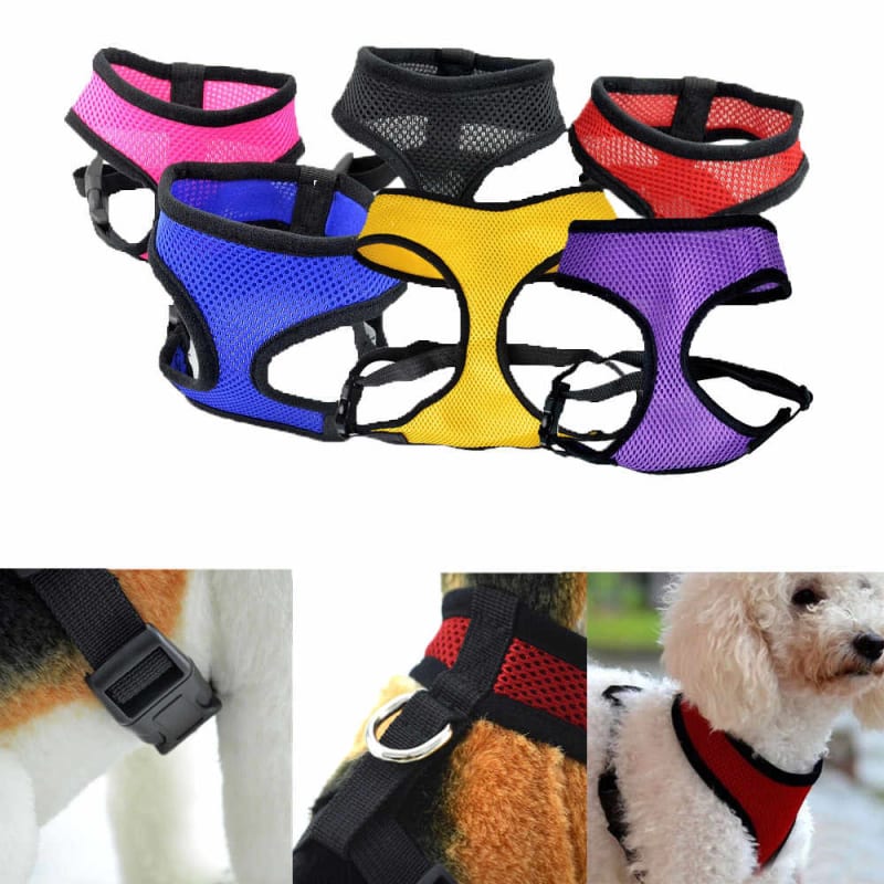 ACCESORIOS DE PERRO | La Casa de las Mascotas