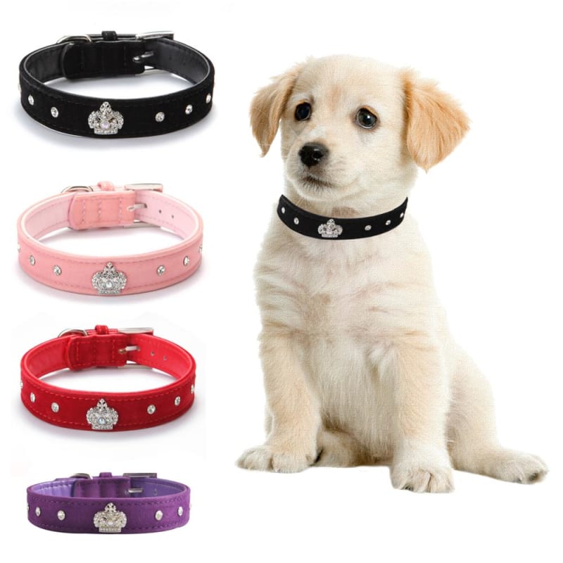 ACCESORIOS DE PERRO | La Casa de las Mascotas