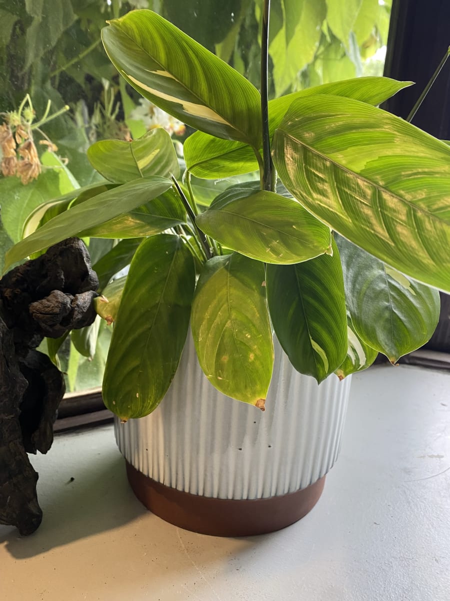 Macetero Enlozado Blanco 20x18 | Decogreen