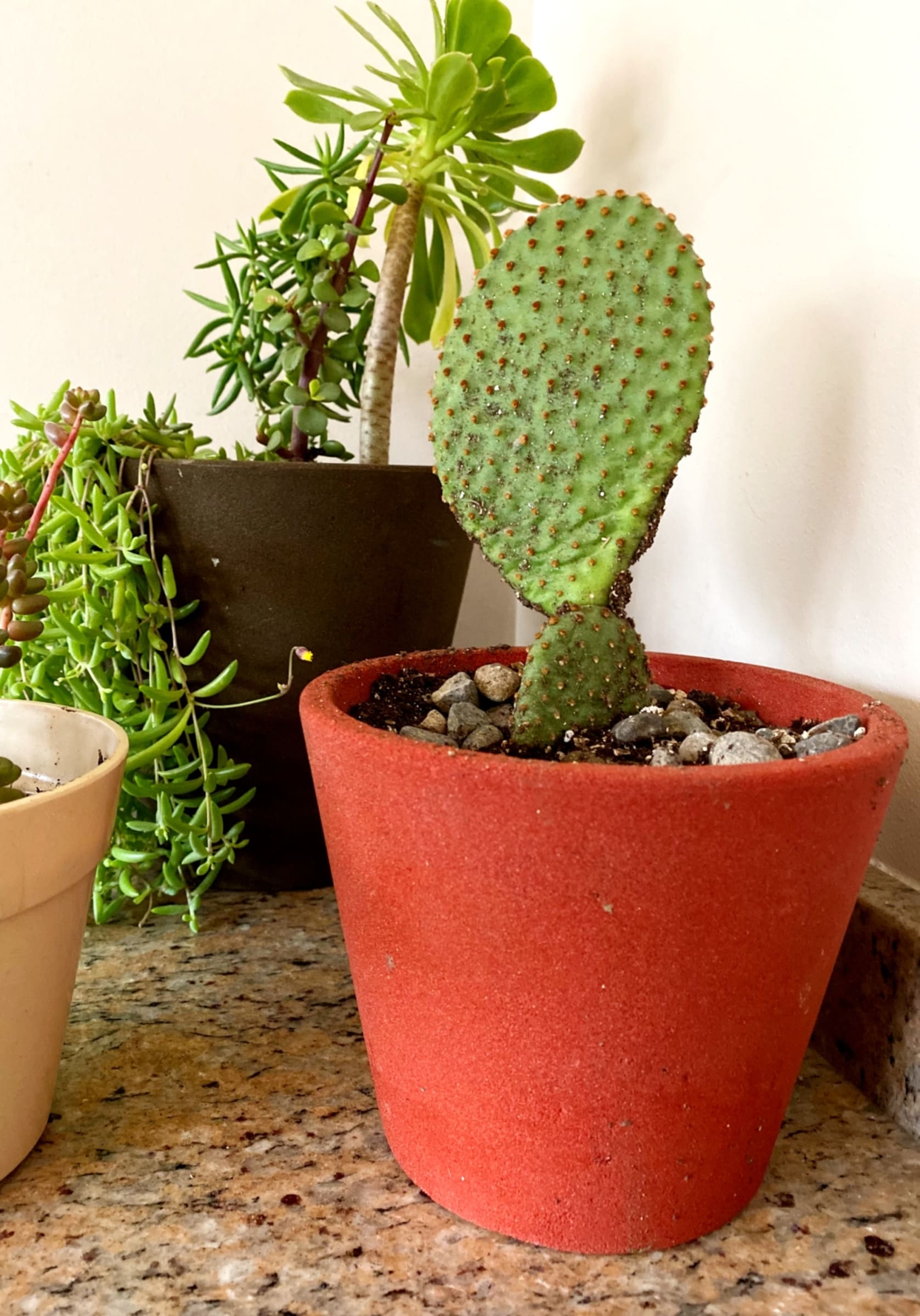 Set De 2 Macetero Bio Arena Mediano Rojo 15x15x13 cm | Decogreen