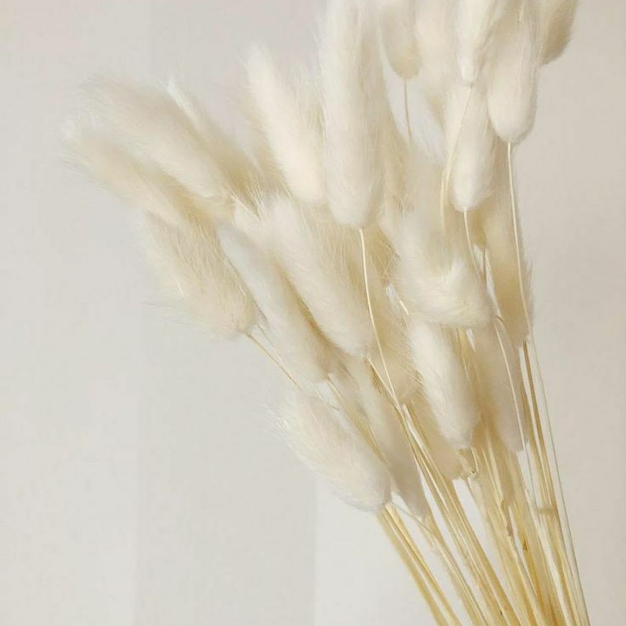 Colitas de zorro crema | Claudia Riva