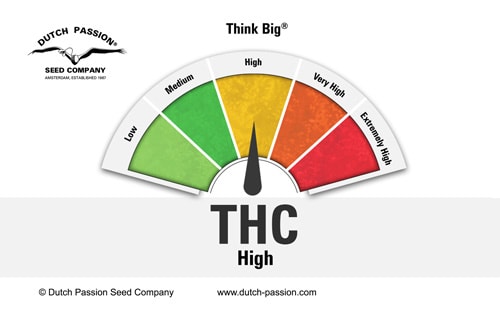 THINK BIG 3 SEMILLAS | Mosaikko