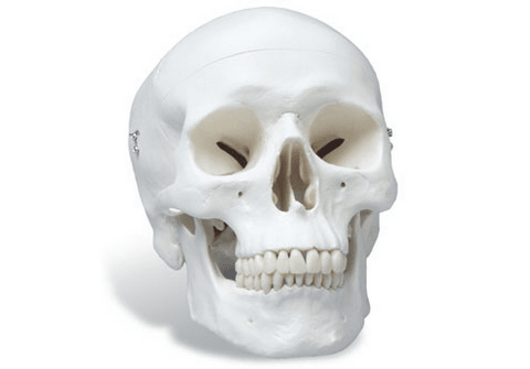 Anatomically Correct Skull Model | Biomateriales Chile