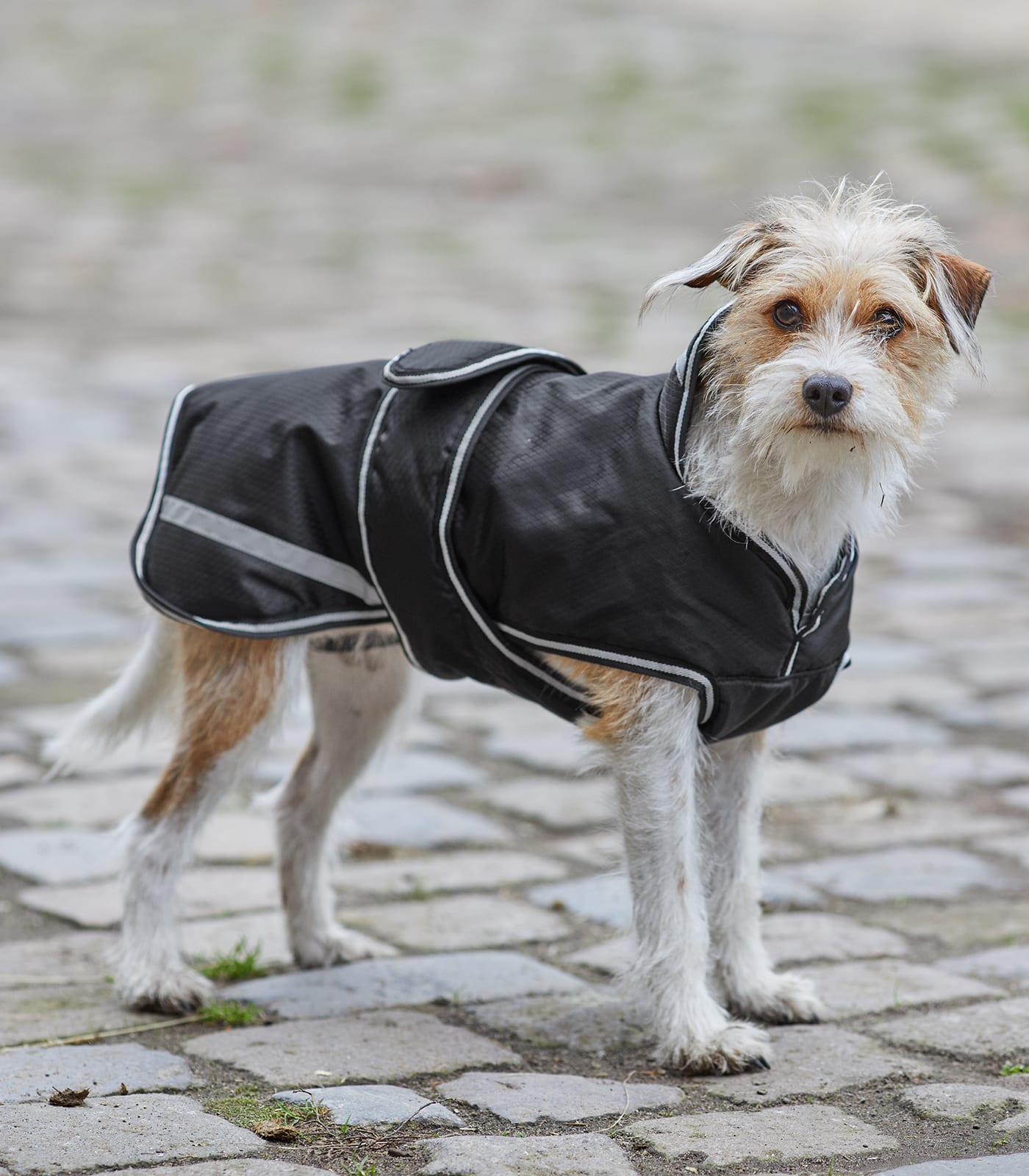 Capa de Perro Protection | Equipremium