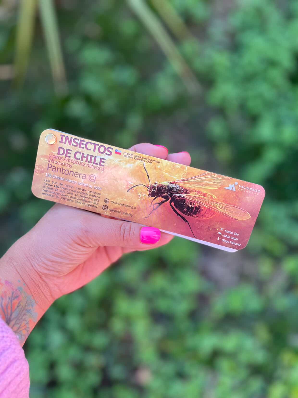 PANTONERA INSECTOS DE CHILE | La Pencilería