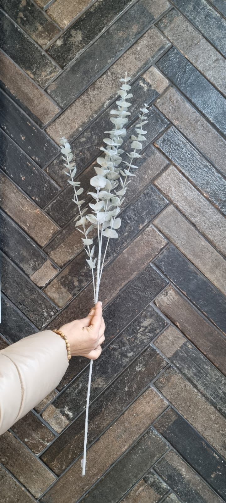 FLOR EUCALIPTUS DOLAR | AMIGAS DEL SALTO
