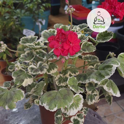 Plantas de Exterior | Durba Tienda de Jardinería