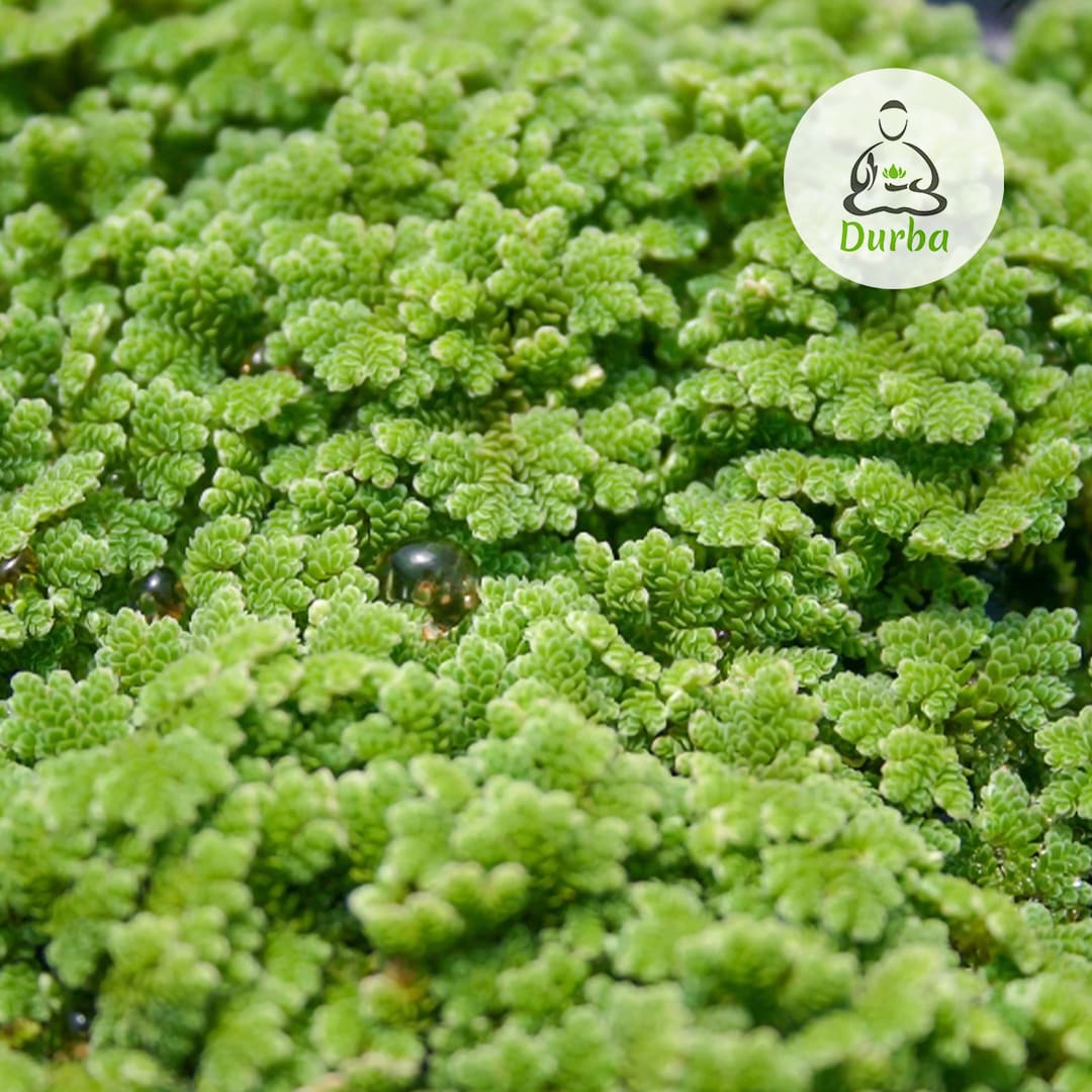 Azolla (planta acuática) | Durba Tienda de Jardinería