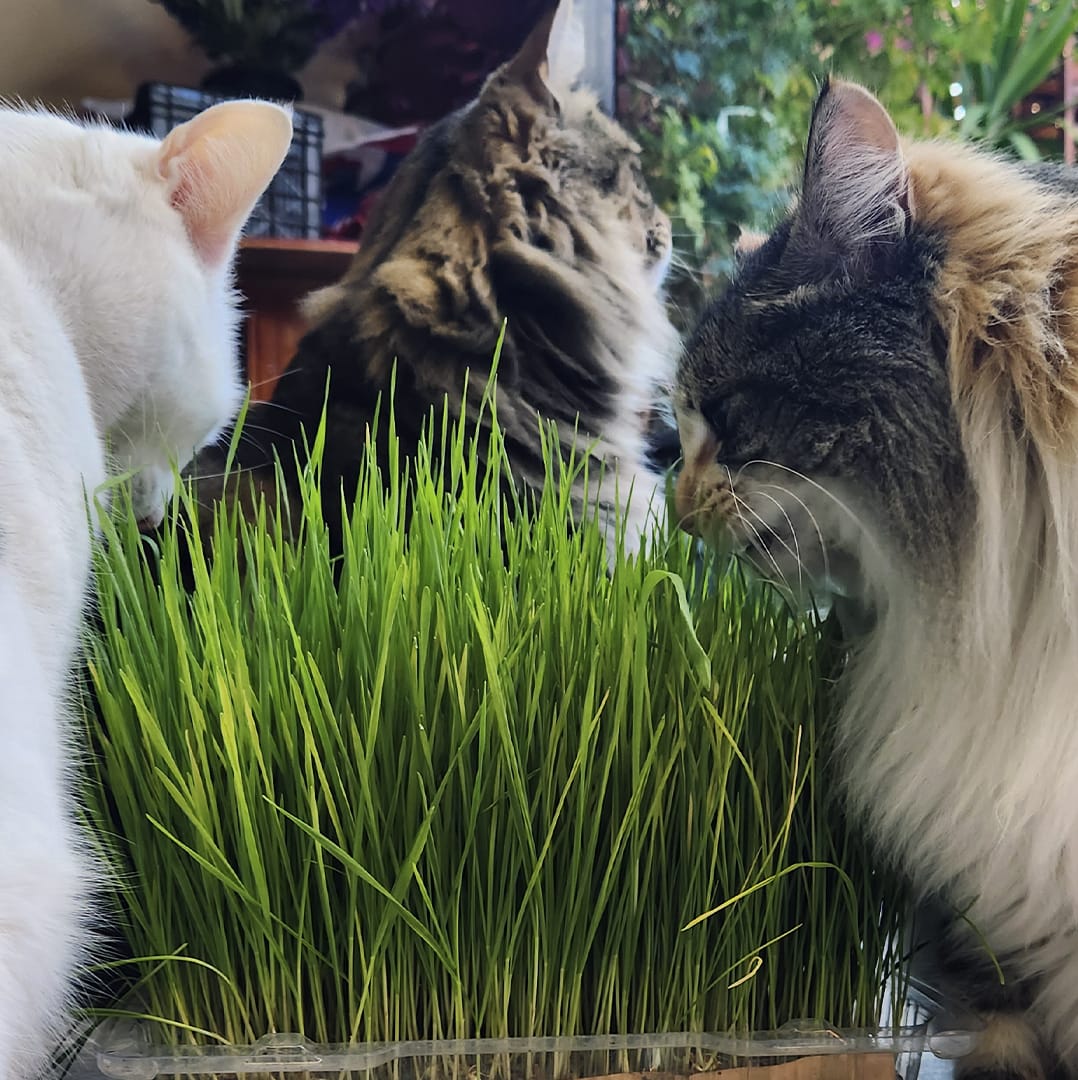 Pasto para gatos/perros | Durba Tienda de Jardinería