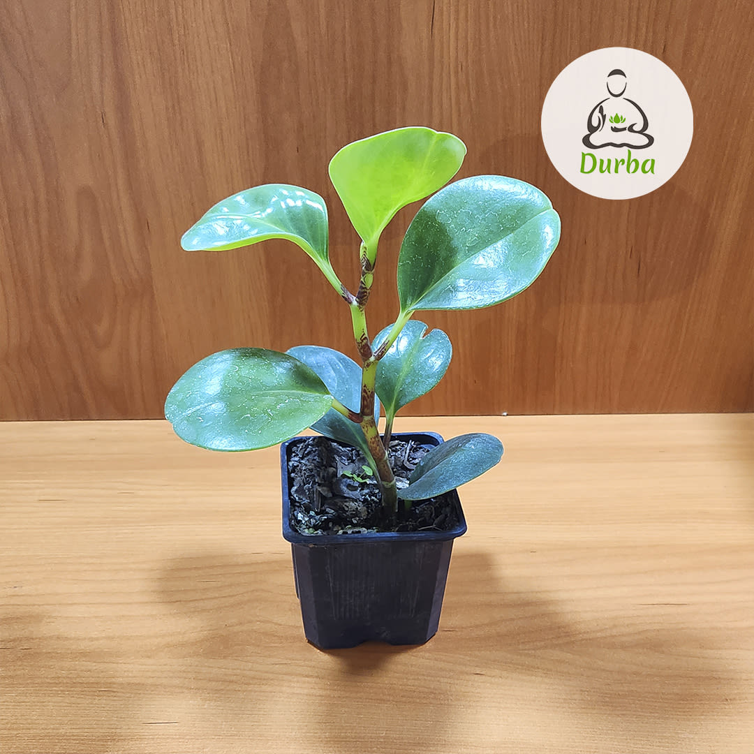 Peperomia Obtusifolia Green | Durba Tienda de Jardinería