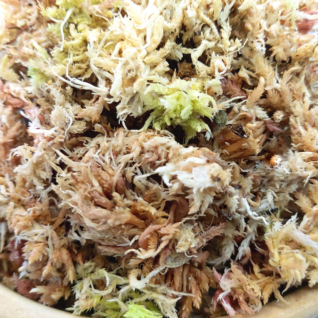 Musgo Sphagnum | Durba Tienda de Jardinería