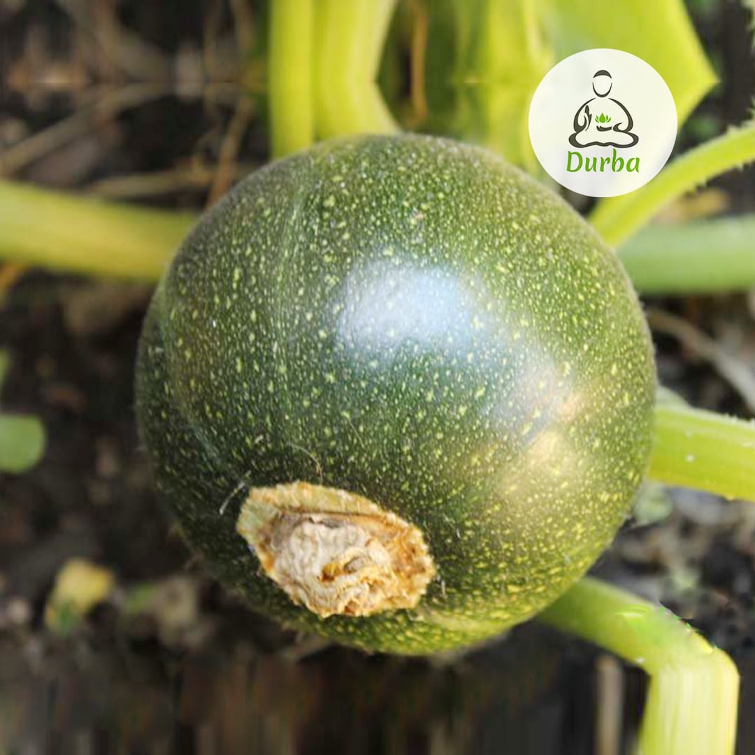 Zapallo Italiano Redondo Verde | Durba Tienda de Jardinería