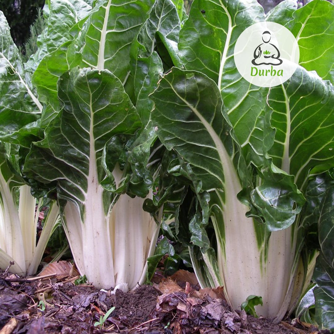 Acelga Verde Penca Blanca | Durba Tienda de Jardinería