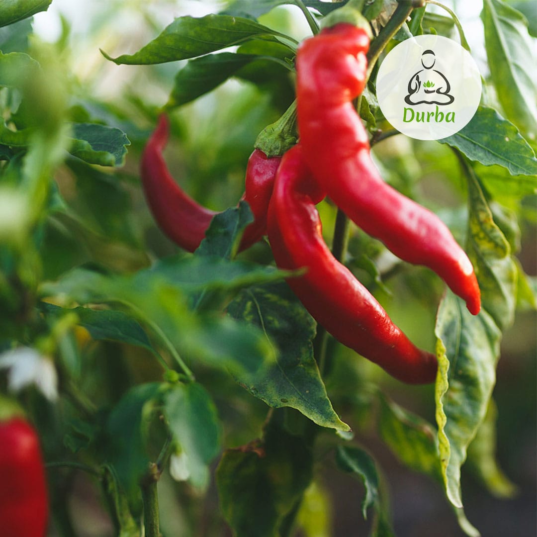 Ají cacho de cabra | Durba Tienda de Jardinería