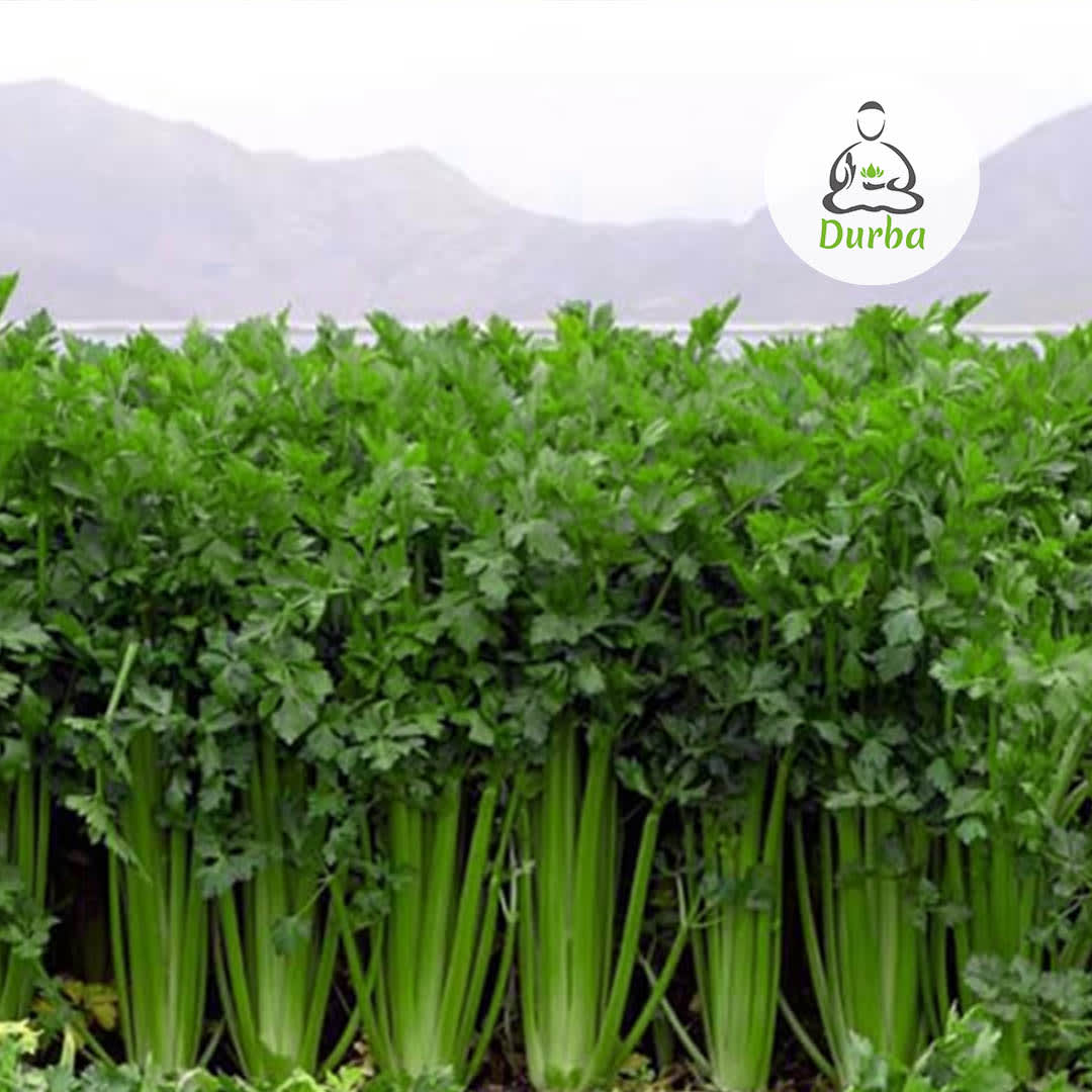 Apio Pascal Gigante | Durba Tienda de Jardinería