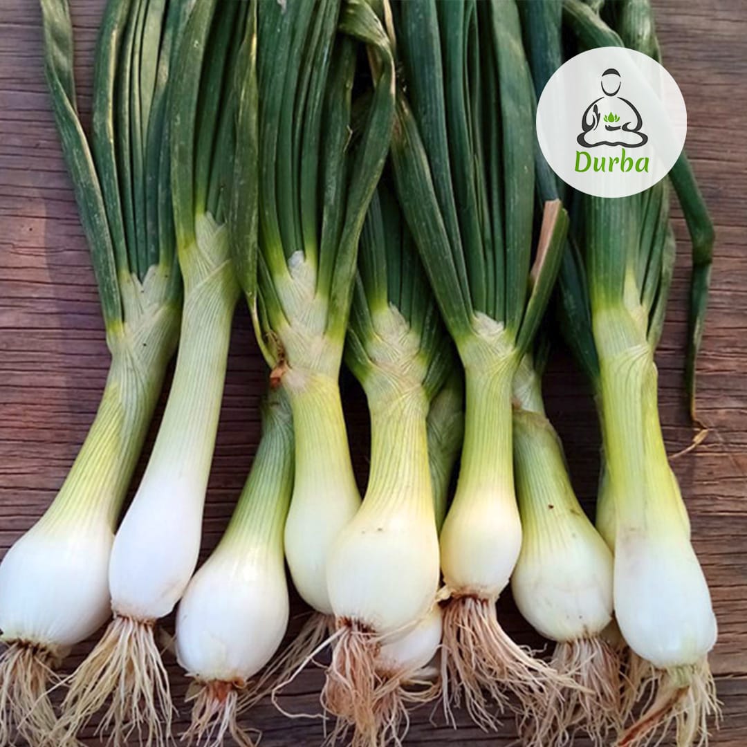 Cebollin | Durba Tienda de Jardinería