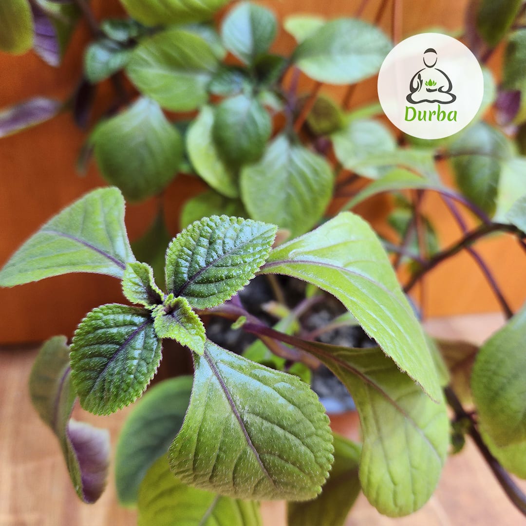 Dólar Negro | Durba Tienda de Jardinería