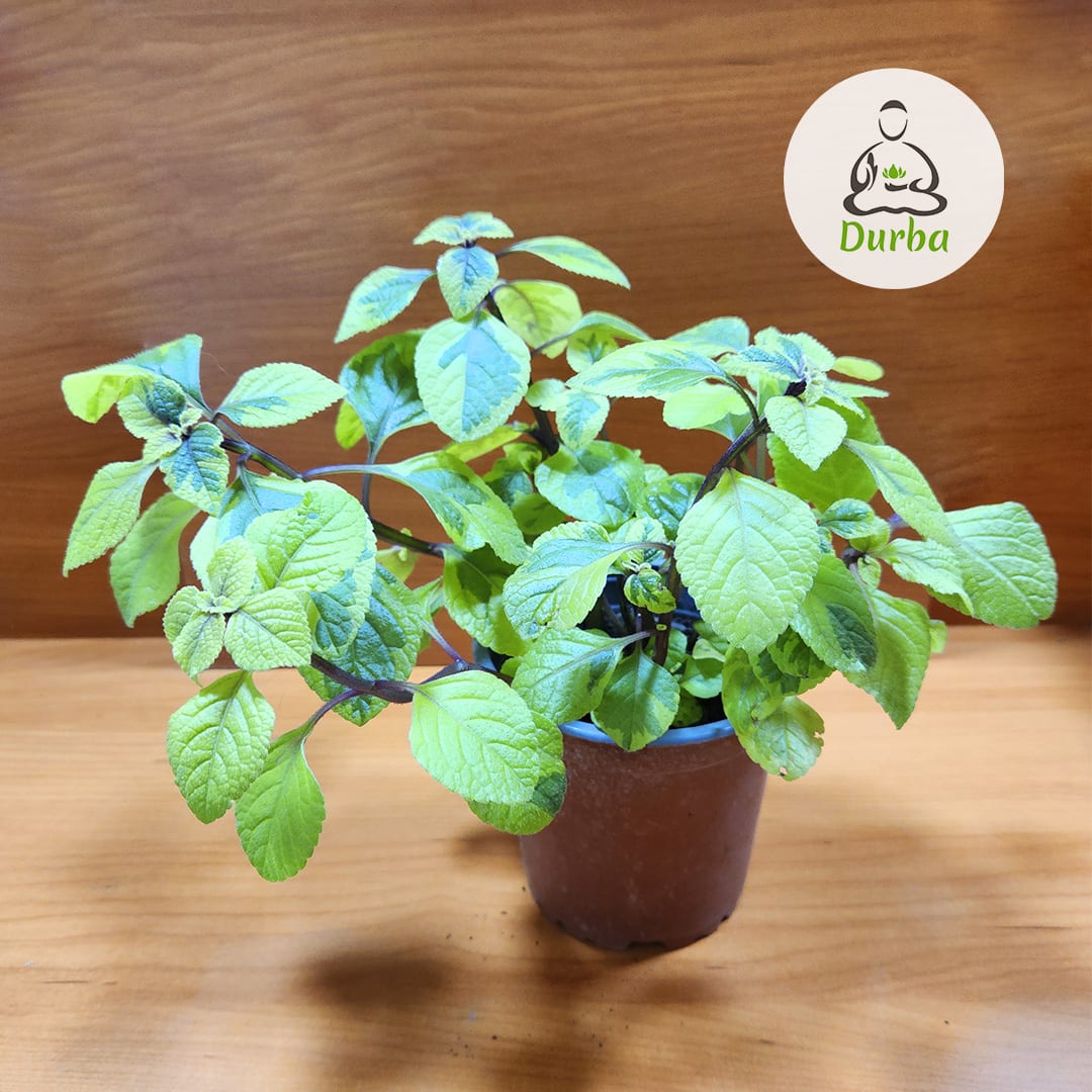Dólar Variegado | Durba Tienda de Jardinería