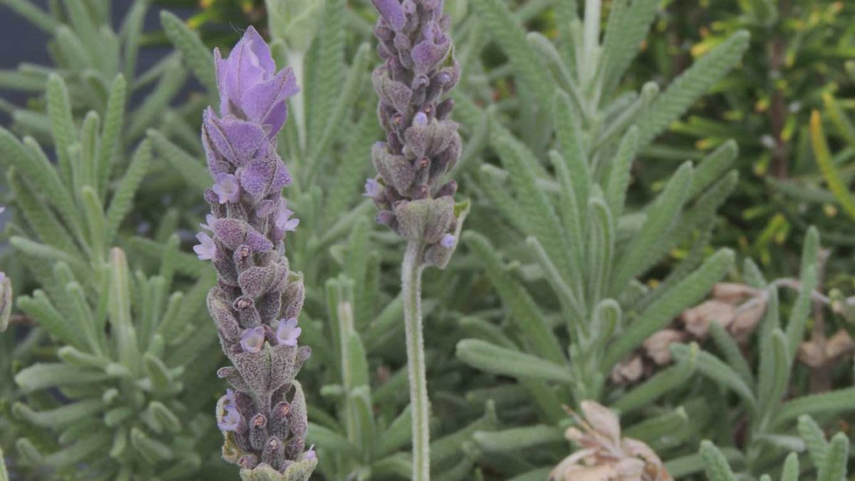 Lavanda Francesa | Durba Tienda de Jardinería