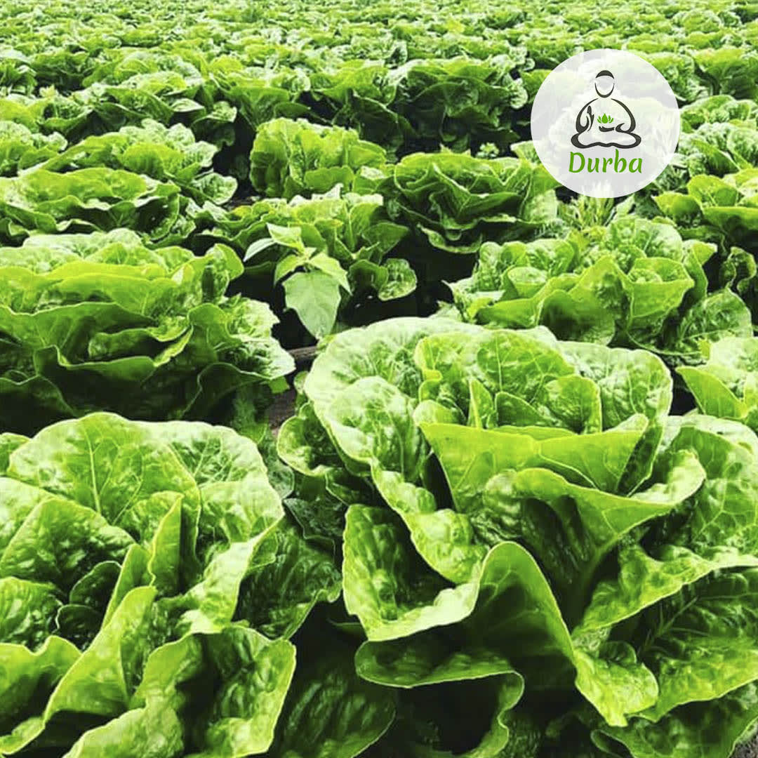 Cultivo De Lechuga En Hawaii