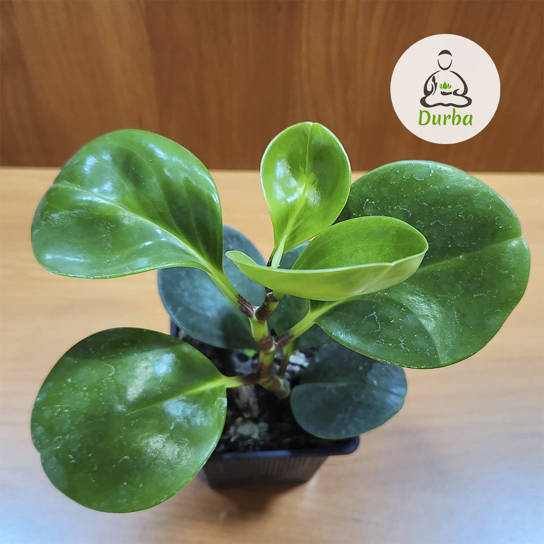 Peperomia Obtusifolia Green | Durba Tienda de Jardinería