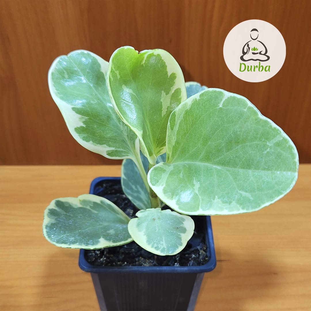 Peperomia Obtusifolia Variegata | Durba Tienda de Jardinería
