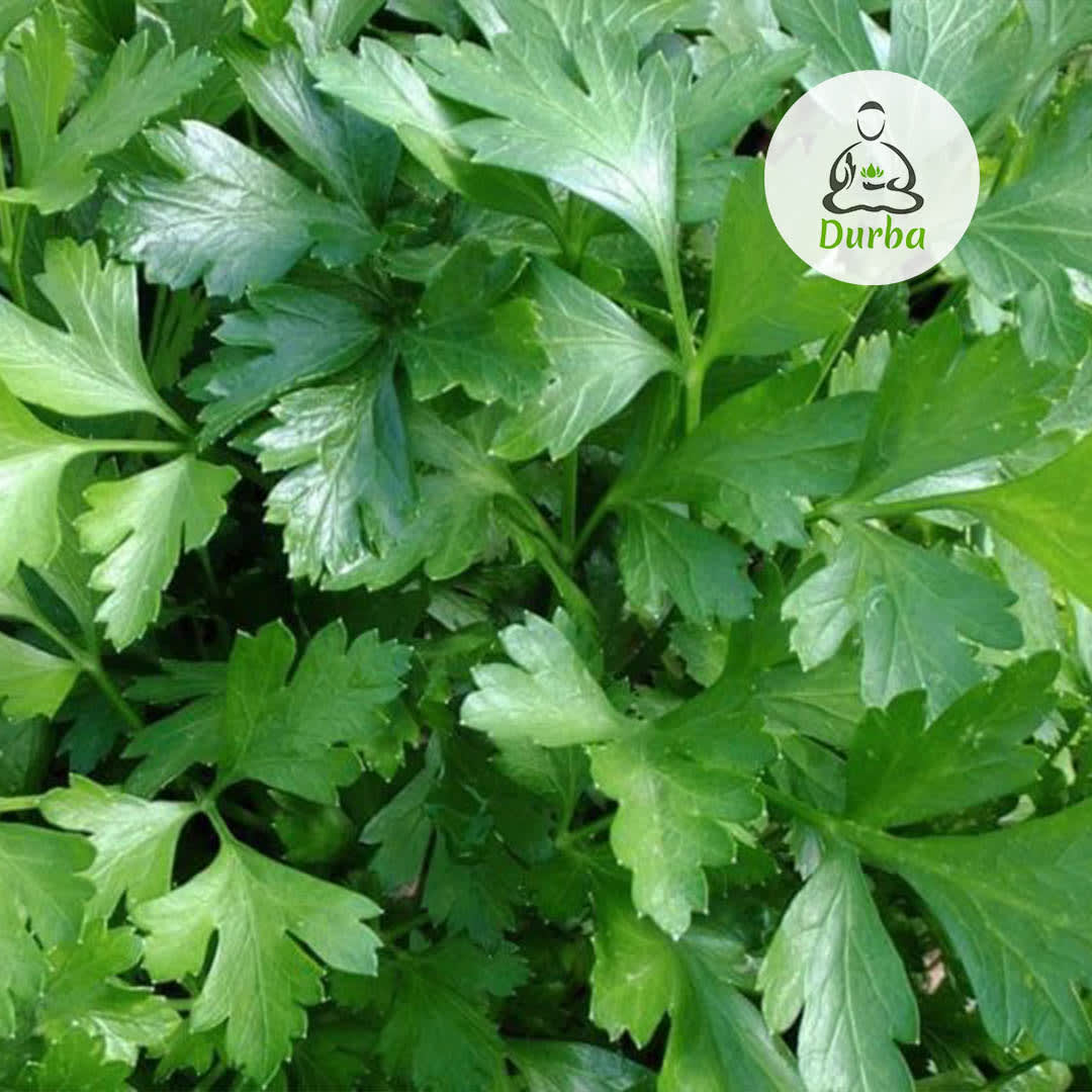 Perejil Liso | Durba Tienda de Jardinería